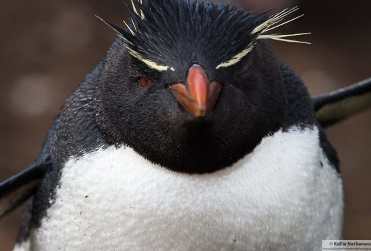 Where To See Penguins